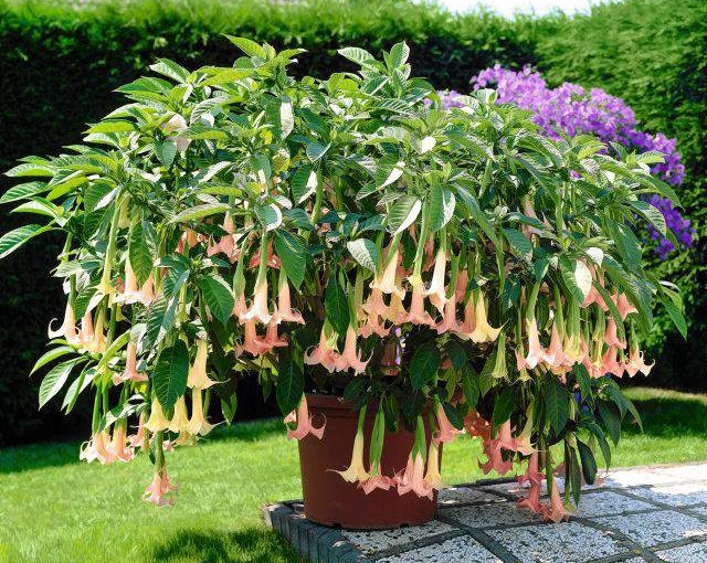 The Most Gorgeous Flowers that Bloom at Night | ThatSweetGift