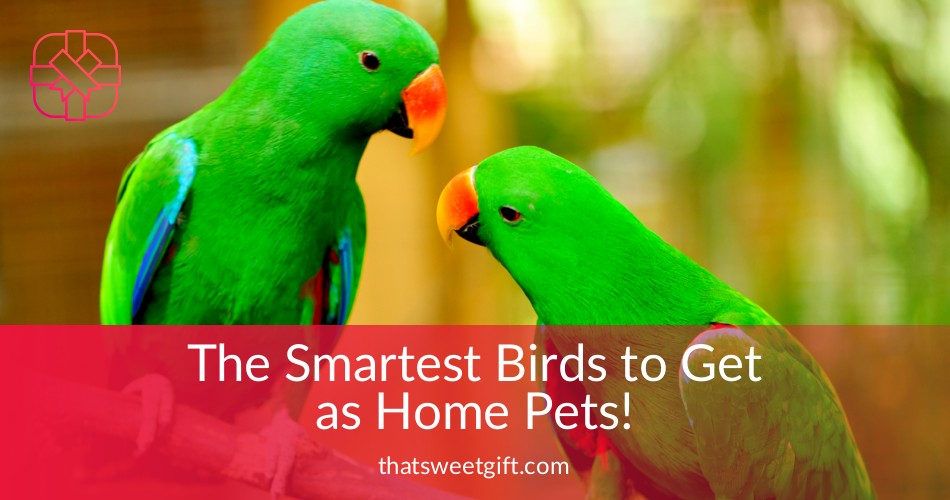 The Smartest Birds to Get as Home Pets! | Thatsweetgift