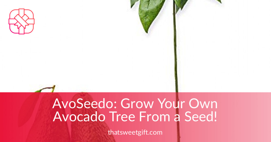 AvoSeedo Avocado Tree Growing Kit | ThatSweetGift