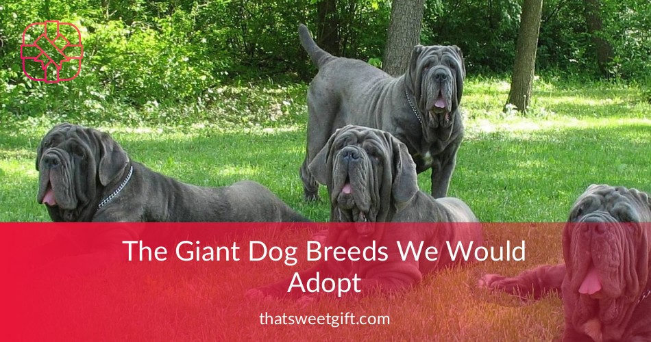 The Giant Dog Breeds We Would Adopt | ThatSweetGift