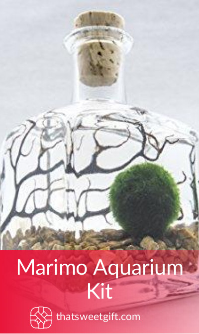 Marimo Aquarium Kit - A Perfect Gift Idea | ThatSweetGift